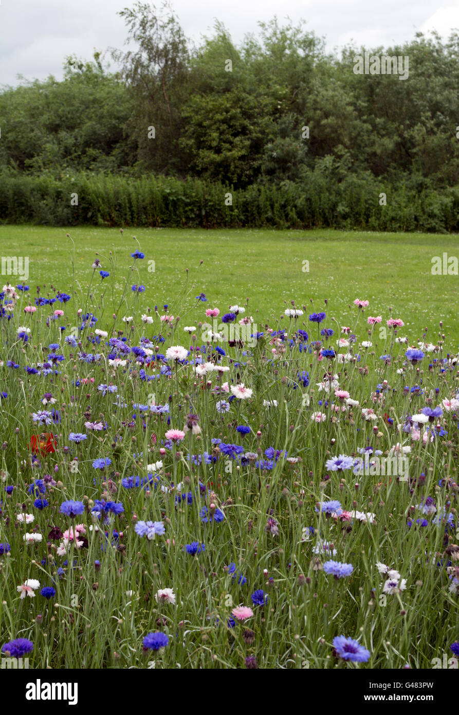 Wildflower planting at Quinton Park, Cheylesmore, Coventry, UK Stock ...