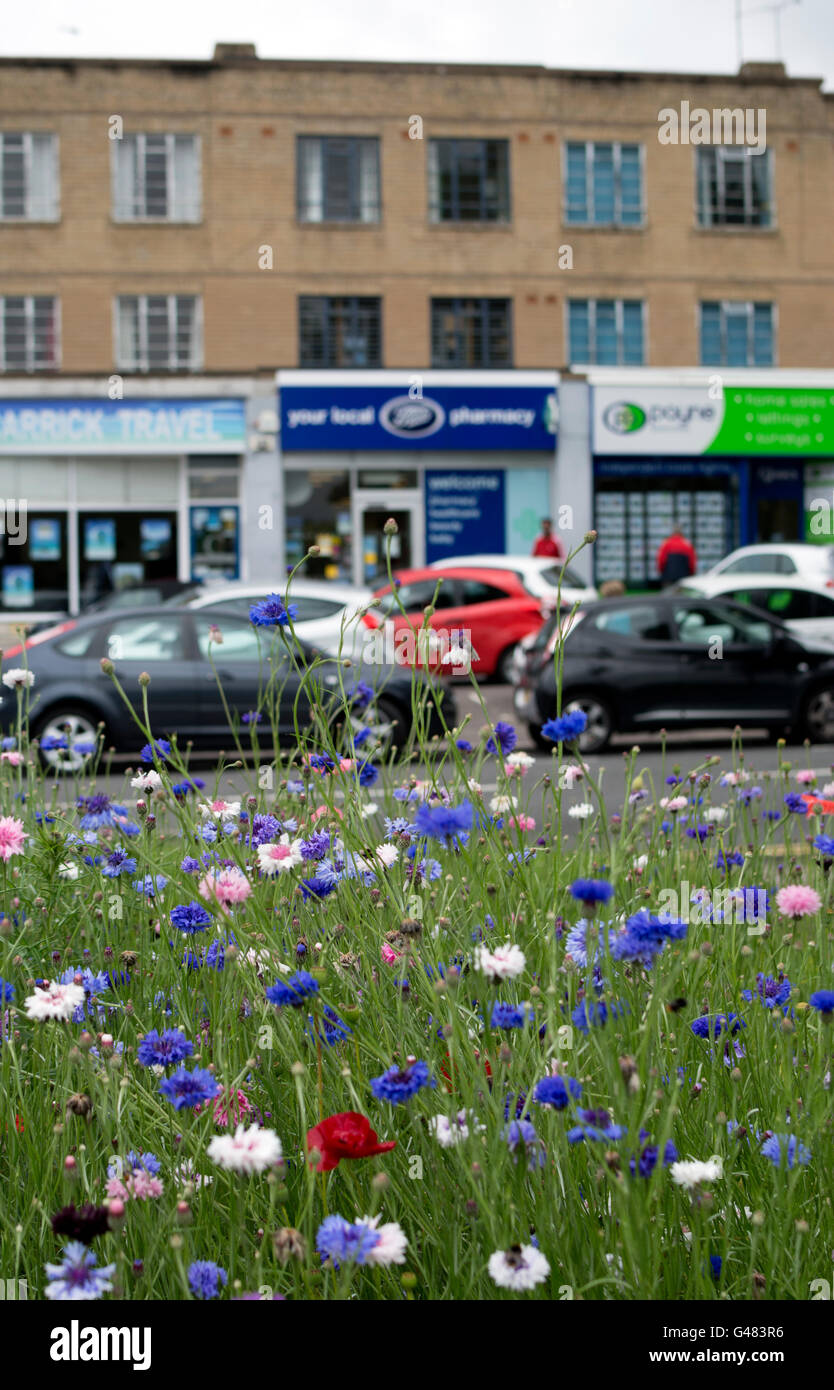 Wildflower planting at Quinton Park and Daventry Road shops ...