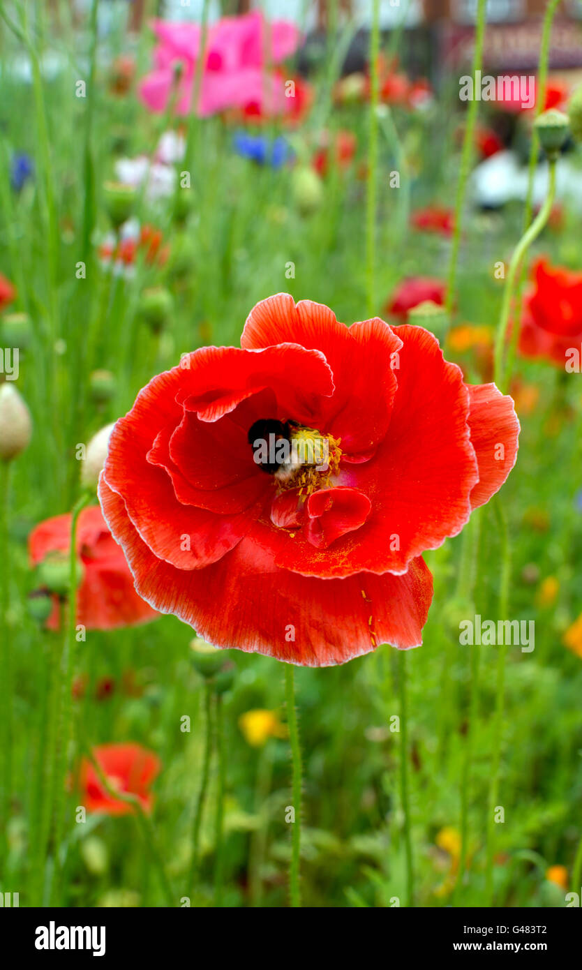Wildflower planting at Quinton Park, Cheylesmore, Coventry, UK Stock ...