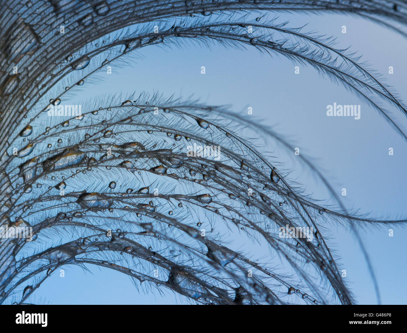 feather close up with rain drops Stock Photo - Alamy
