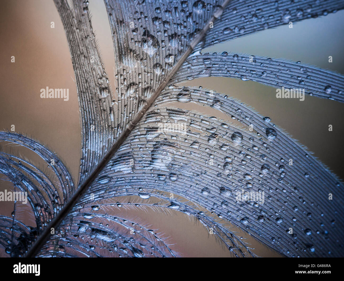Feather and water drops hi-res stock photography and images - Alamy