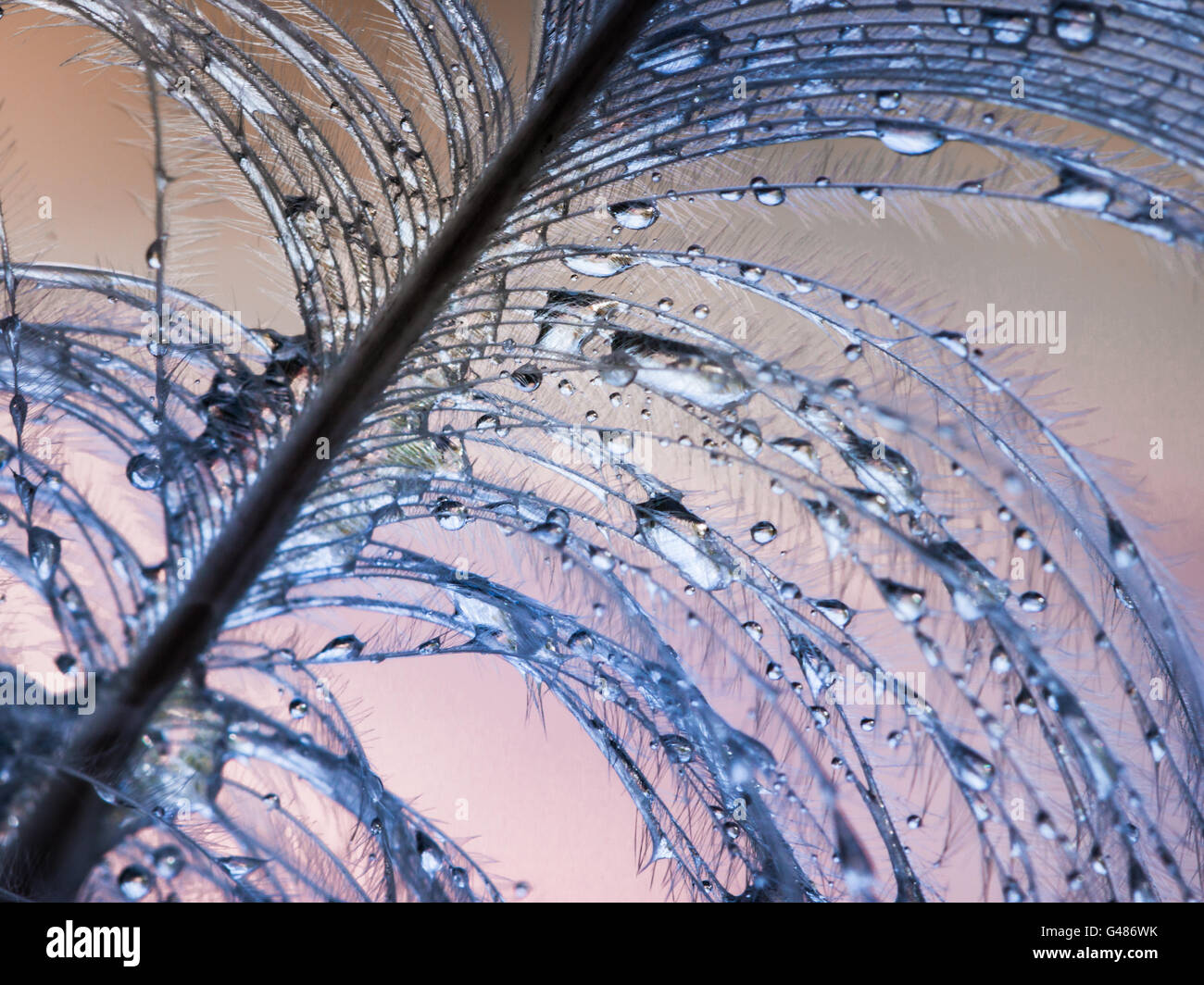 Feather with water drops hi-res stock photography and images - Alamy
