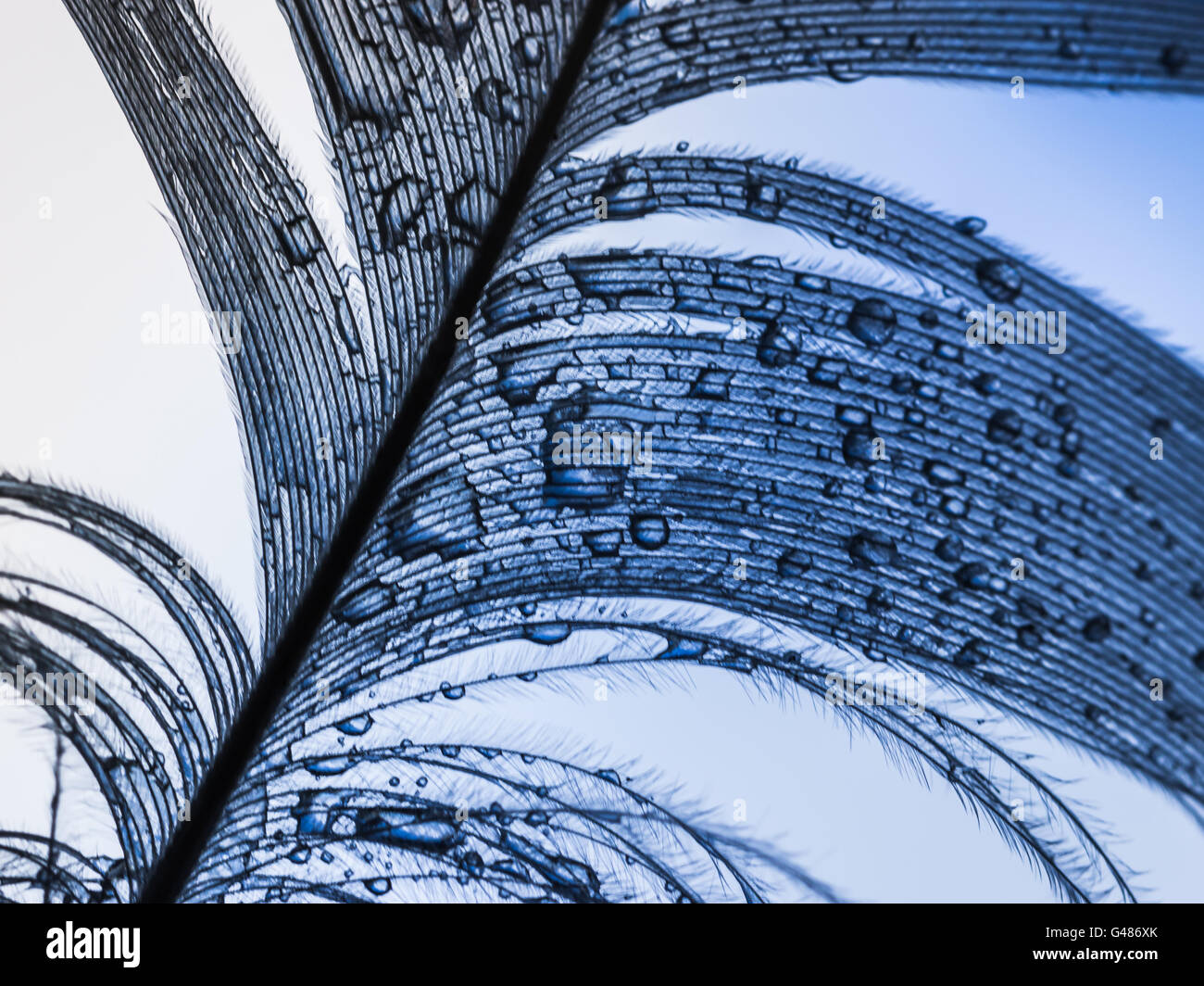 feather close up with rain drops Stock Photo - Alamy