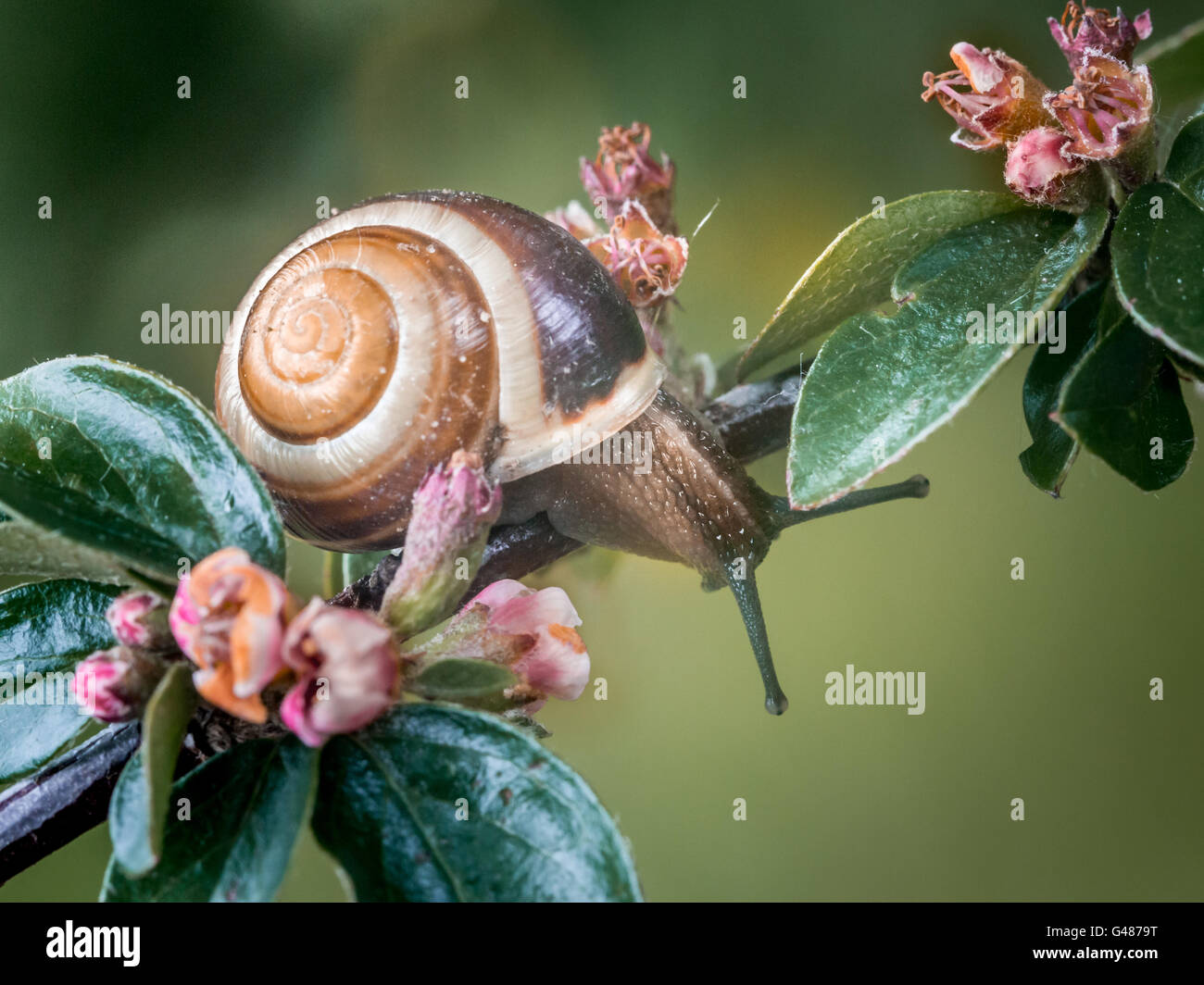 Uk white lipped snail hi-res stock photography and images - Alamy