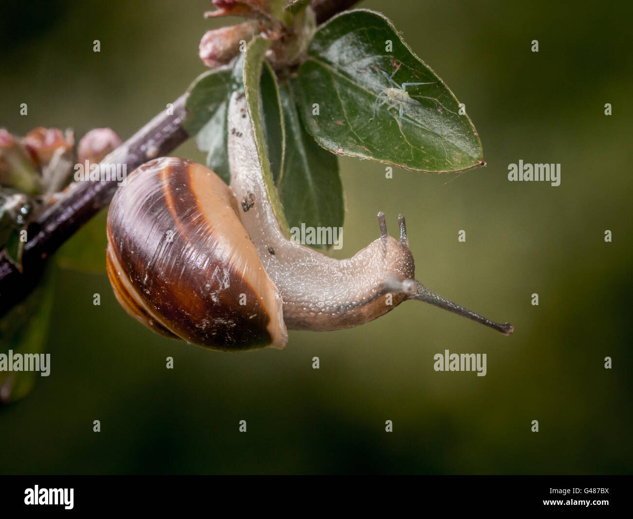 White lipped banded snail Stock Photo - Alamy