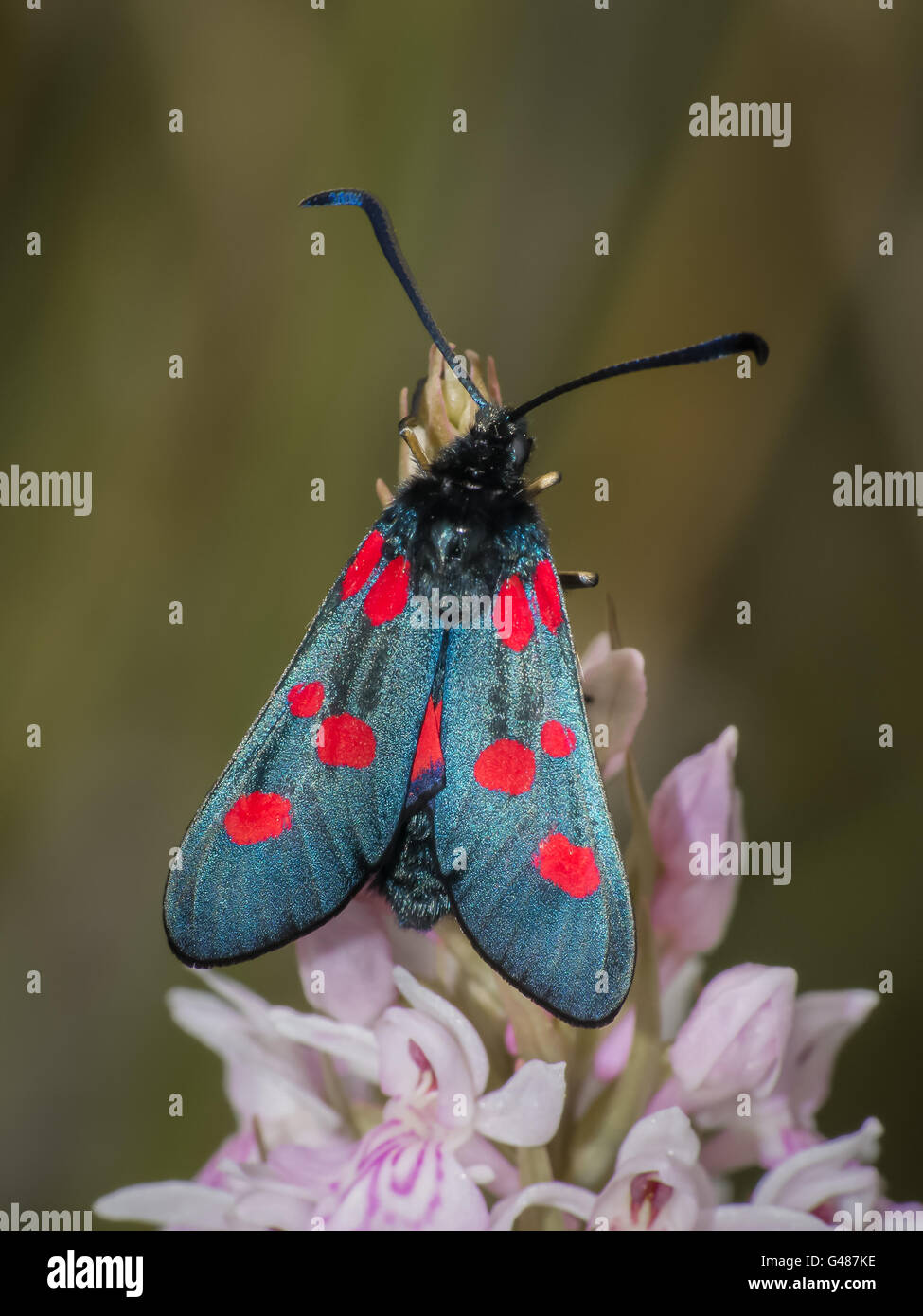 Five spot burnet moth Stock Photo - Alamy