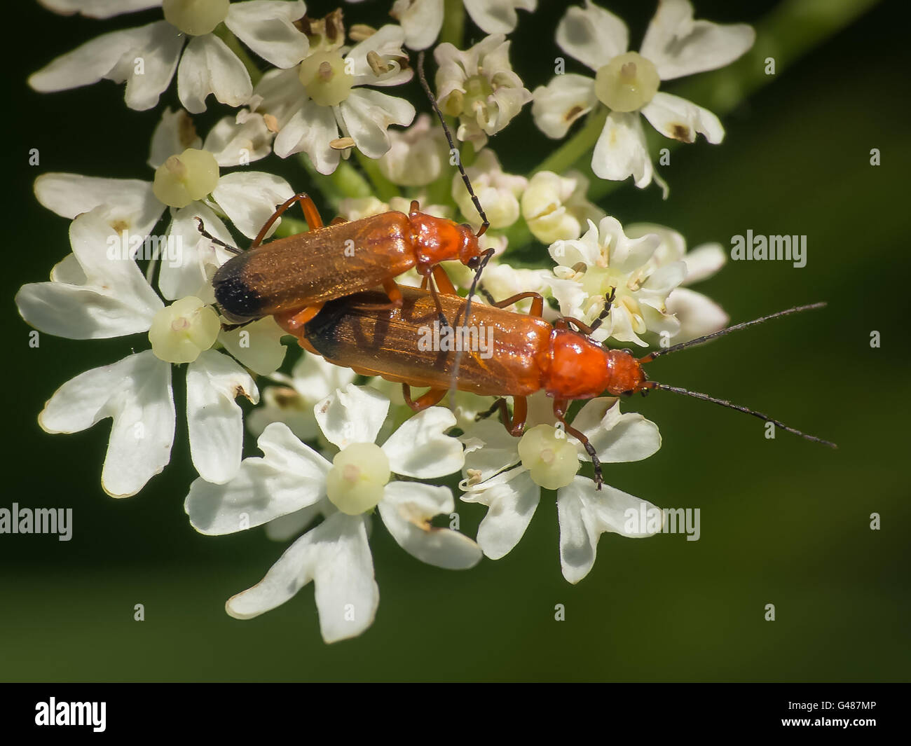 Mating red soldier beetles Stock Photo - Alamy
