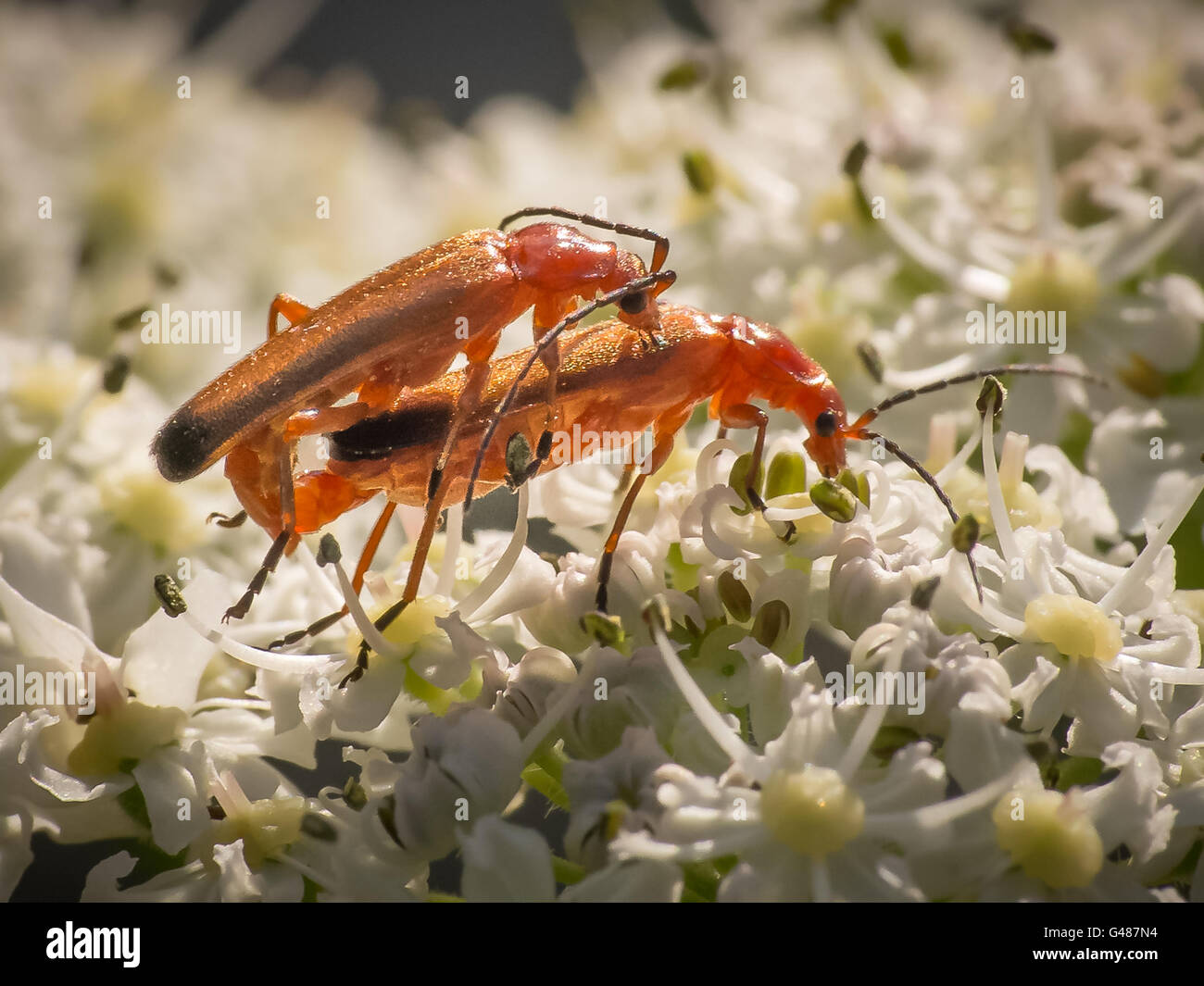 Mating red soldier beetles hi-res stock photography and images - Alamy