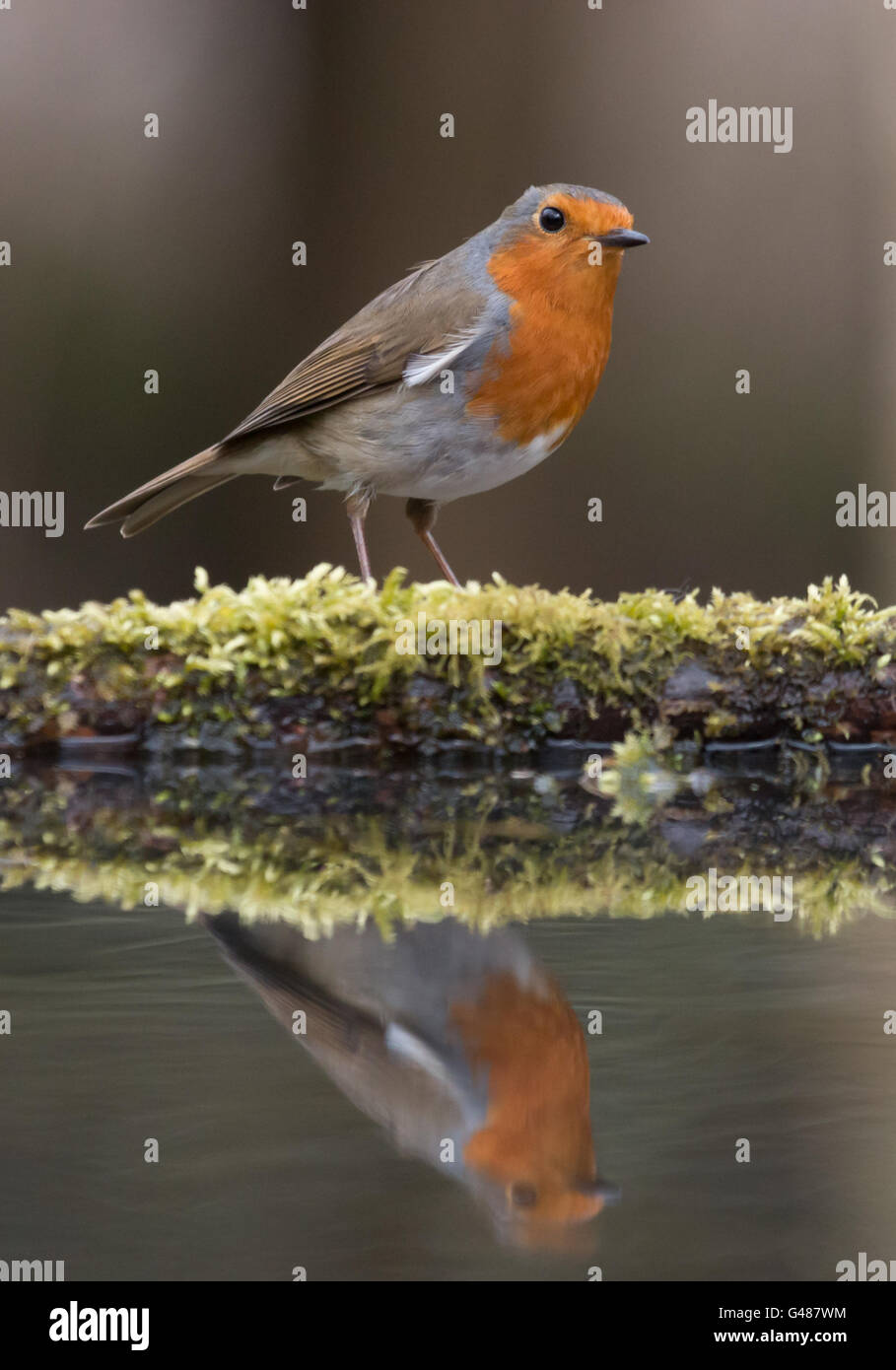 The reflection pool hi-res stock photography and images - Alamy