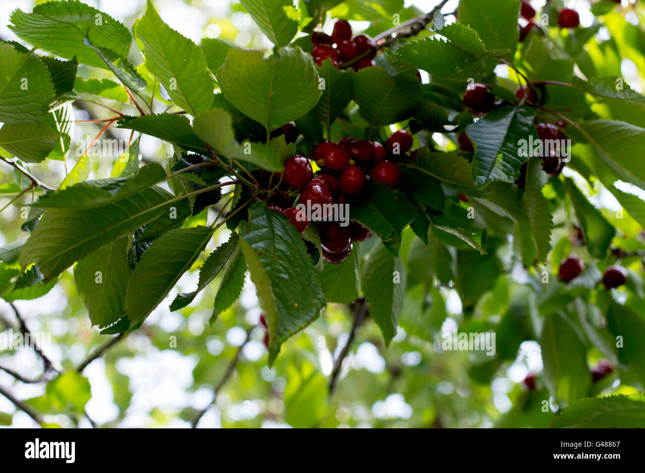 Tree ripened fruits hi-res stock photography and images - Alamy