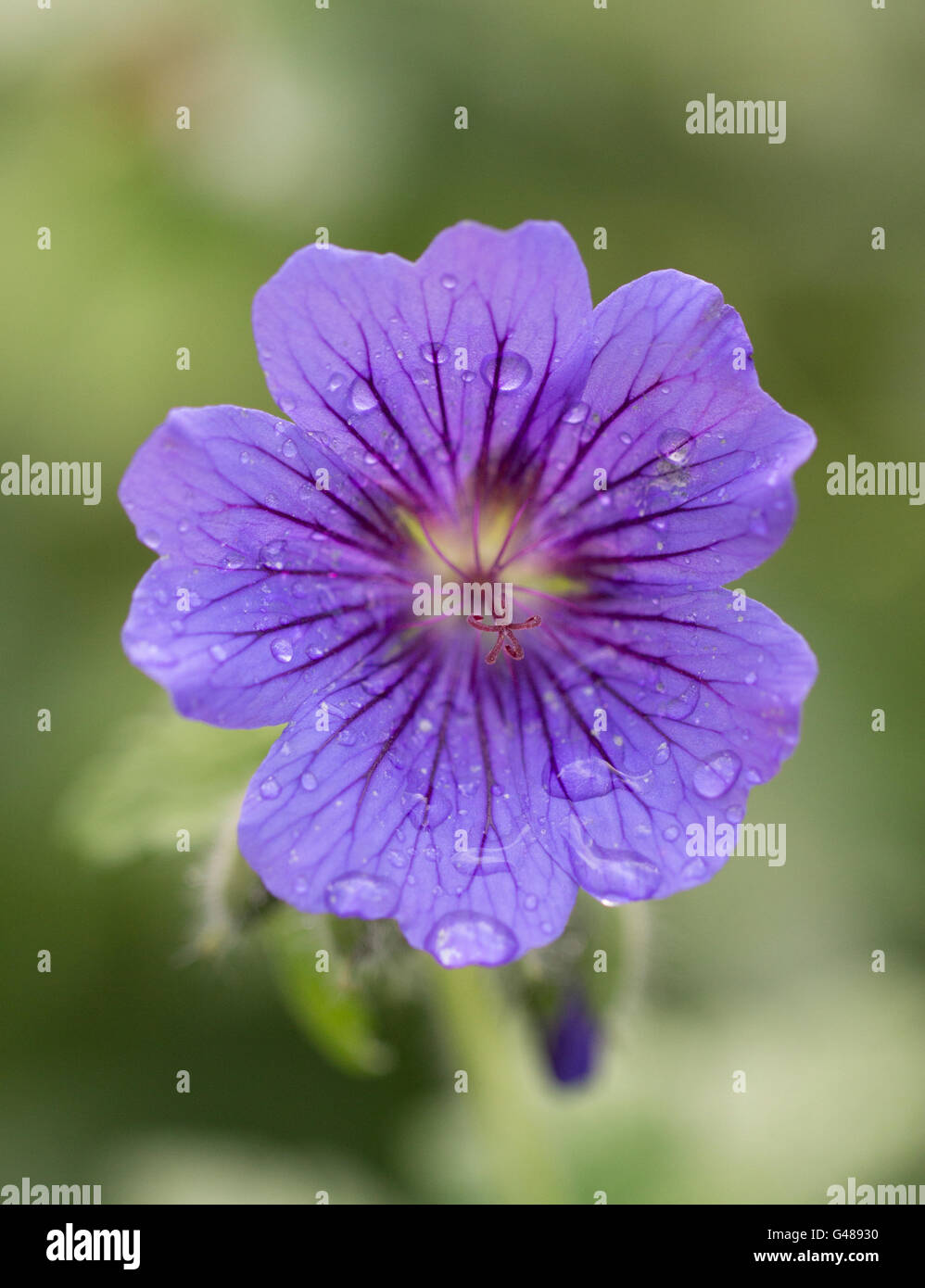 Purple Geranium Flower Stock Photo - Alamy