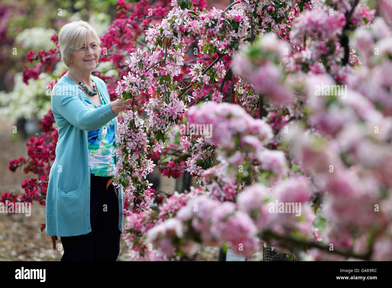 Spring Weather - National Fruit Collection - Brogdale, Kent Stock Photo ...