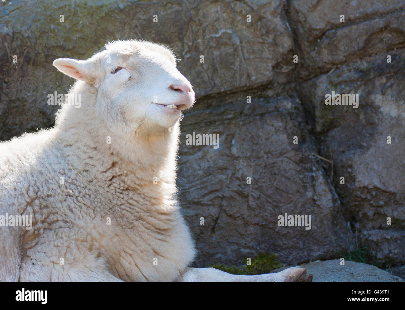 closeup portrait of a single smiling sheep sitting on a rock in ...