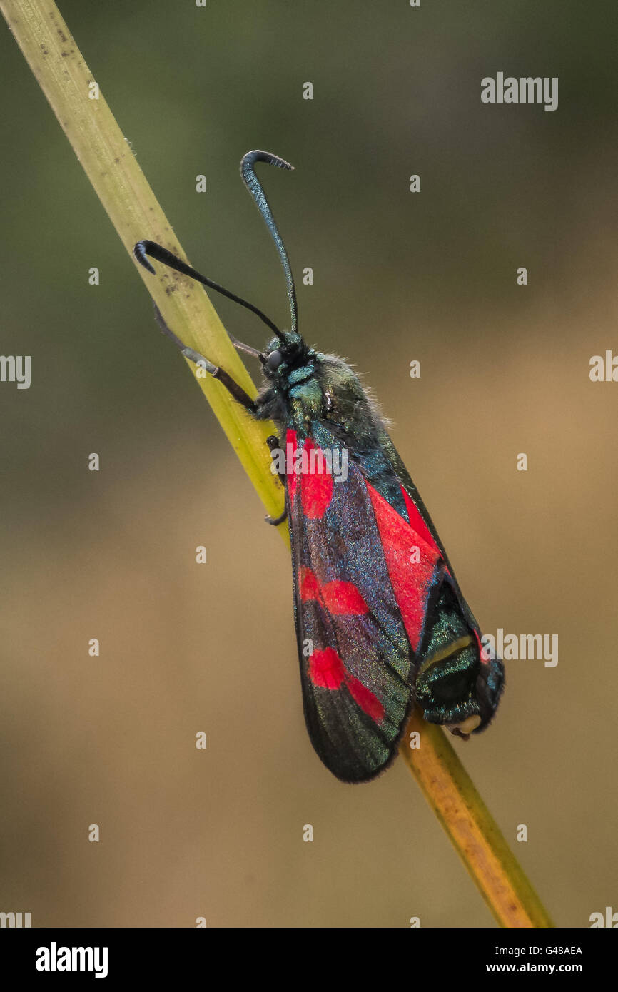 Five spot burnet moth on grass stem Stock Photo - Alamy