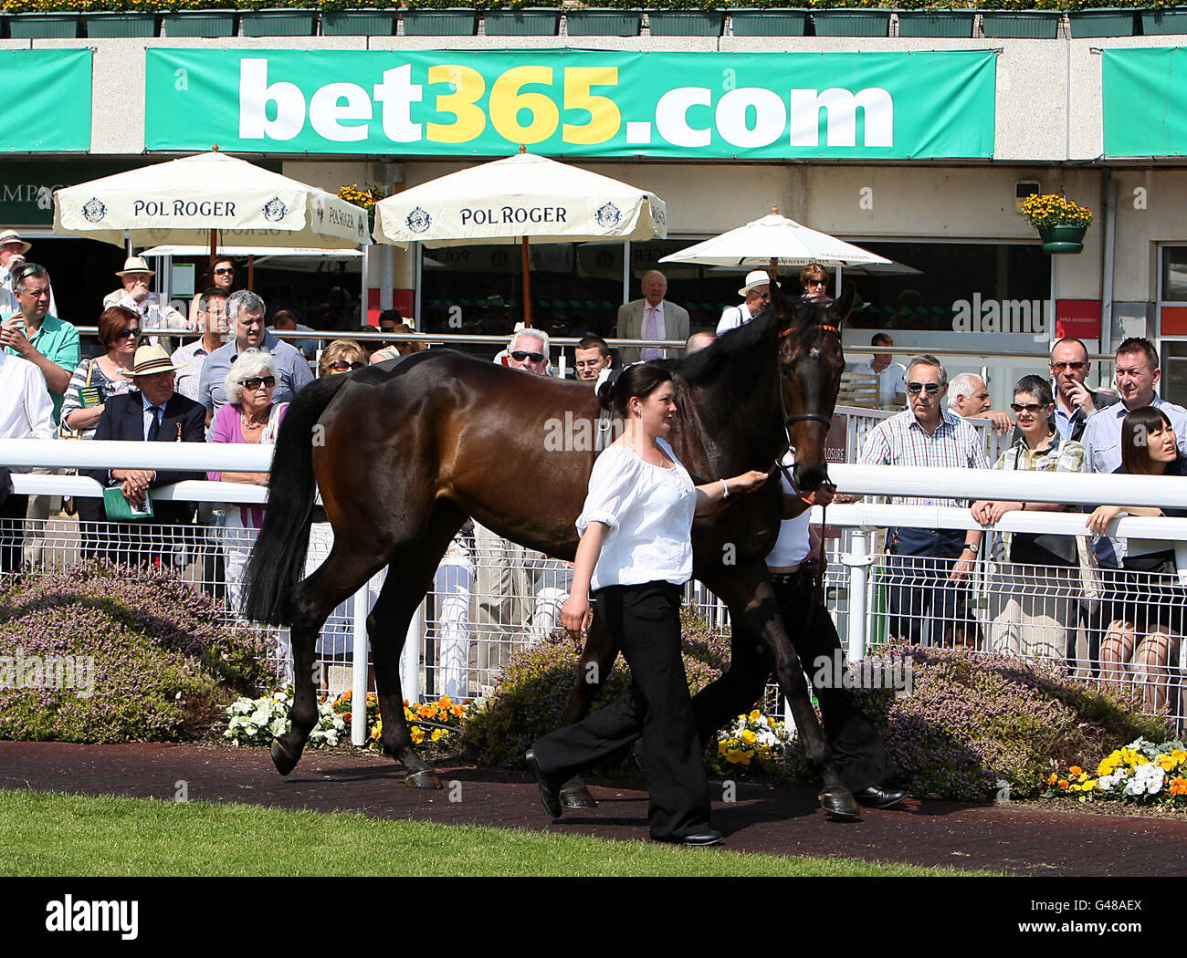 Horse is lead around the parade ring at sandown racecourse hi-res stock ...