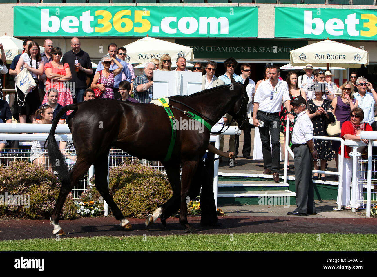 A horse is lead around the parade ring at Sandown Racecourse Stock ...
