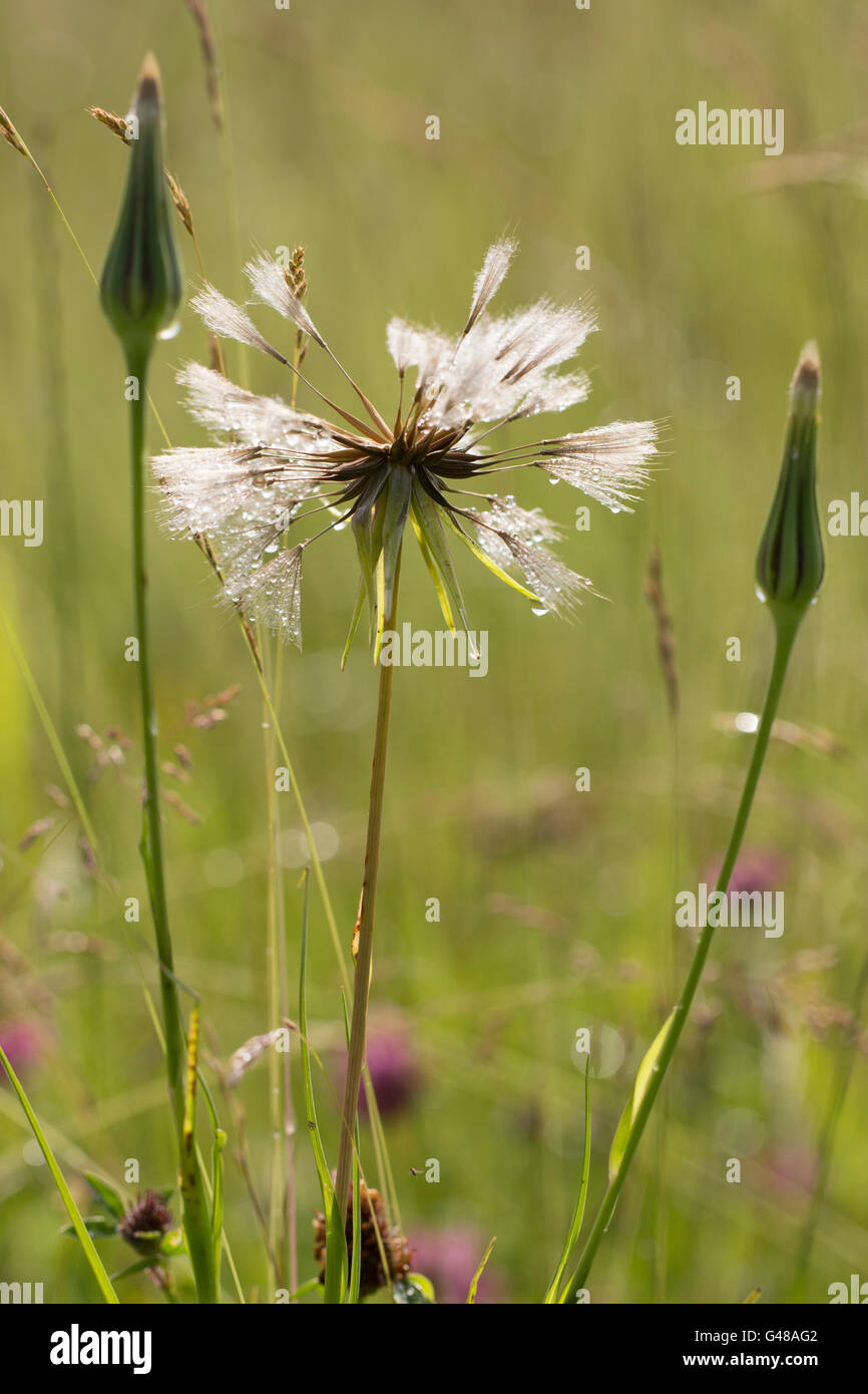 Salsify seed head, and two buds Stock Photo - Alamy