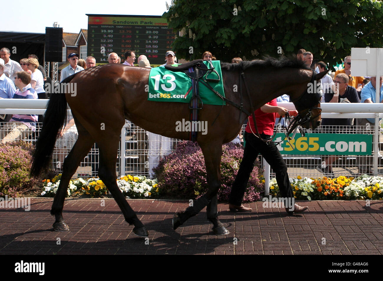 Horse is lead around the parade ring at sandown racecourse hi-res stock ...