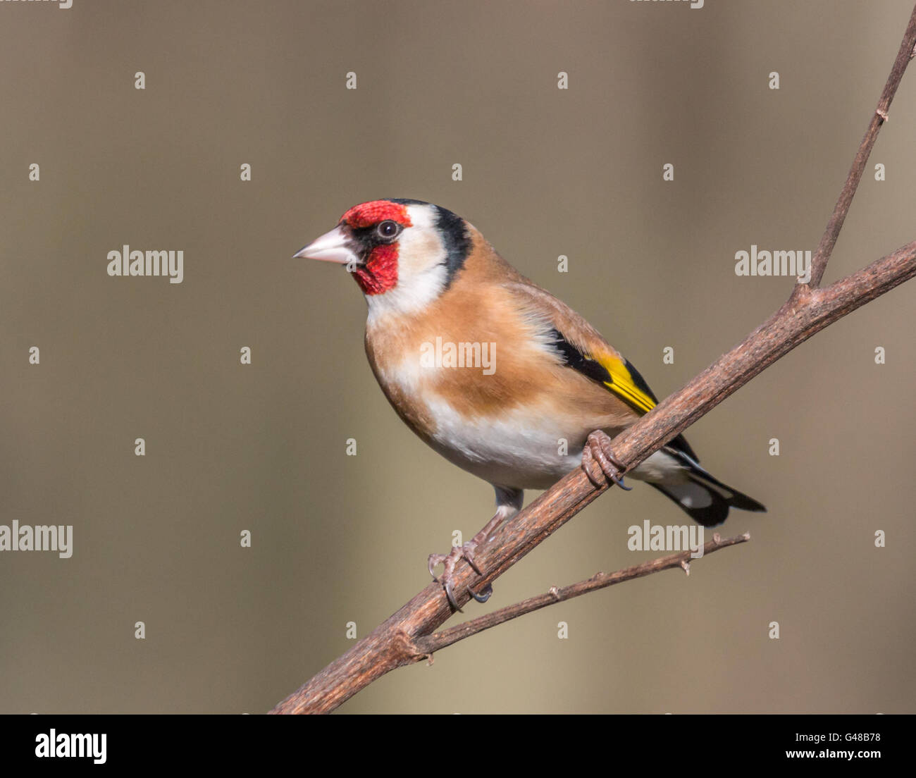 Goldfinch perch hi-res stock photography and images - Alamy