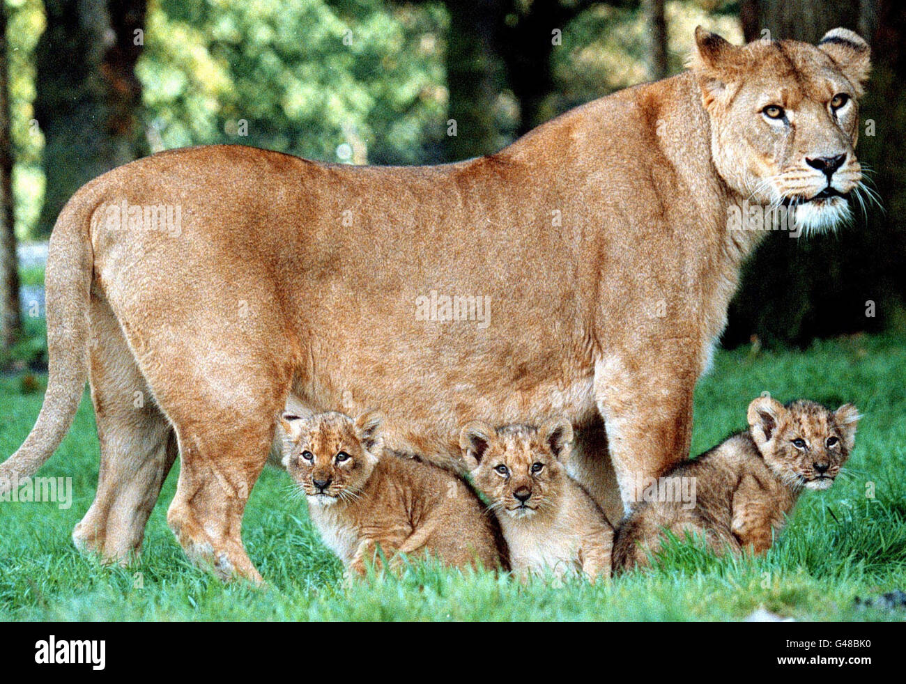 World cup team animals hi-res stock photography and images - Alamy