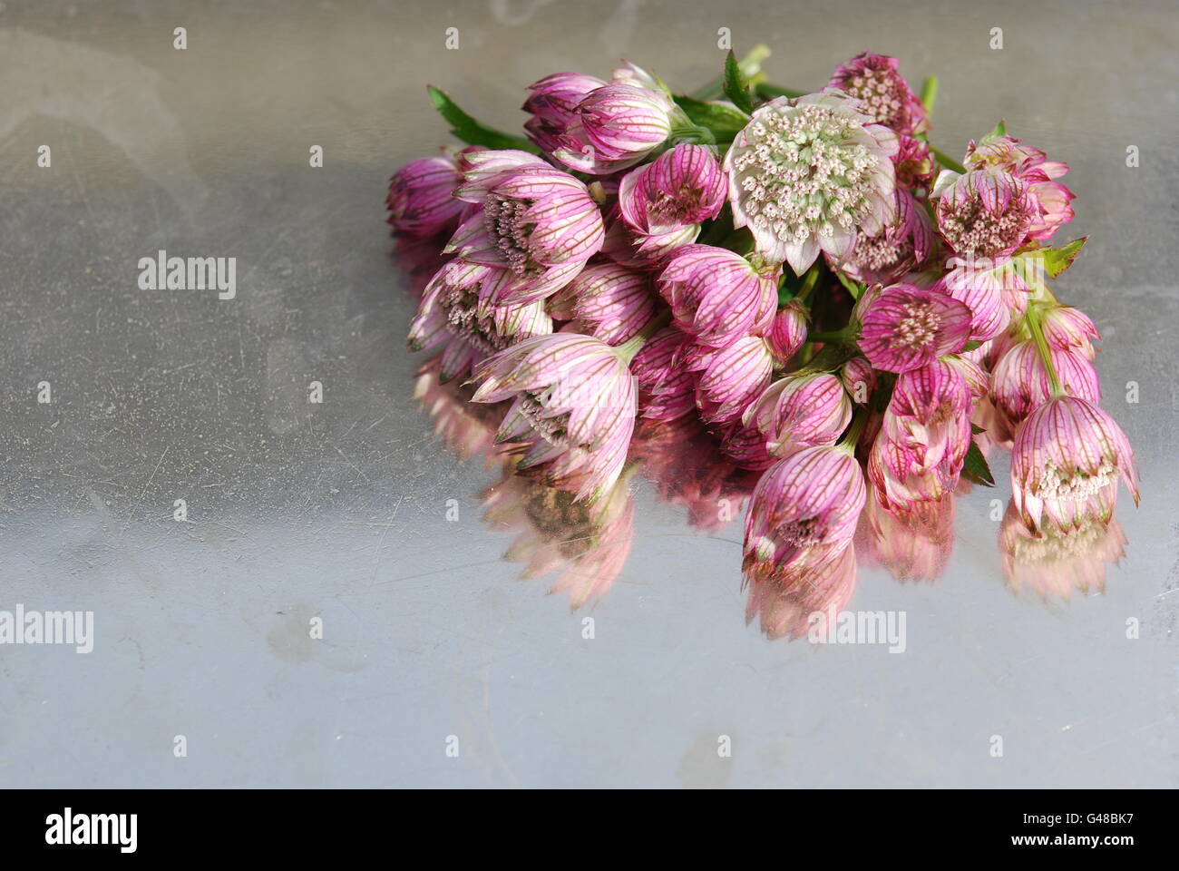 Pink flowers background hi-res stock photography and images - Alamy
