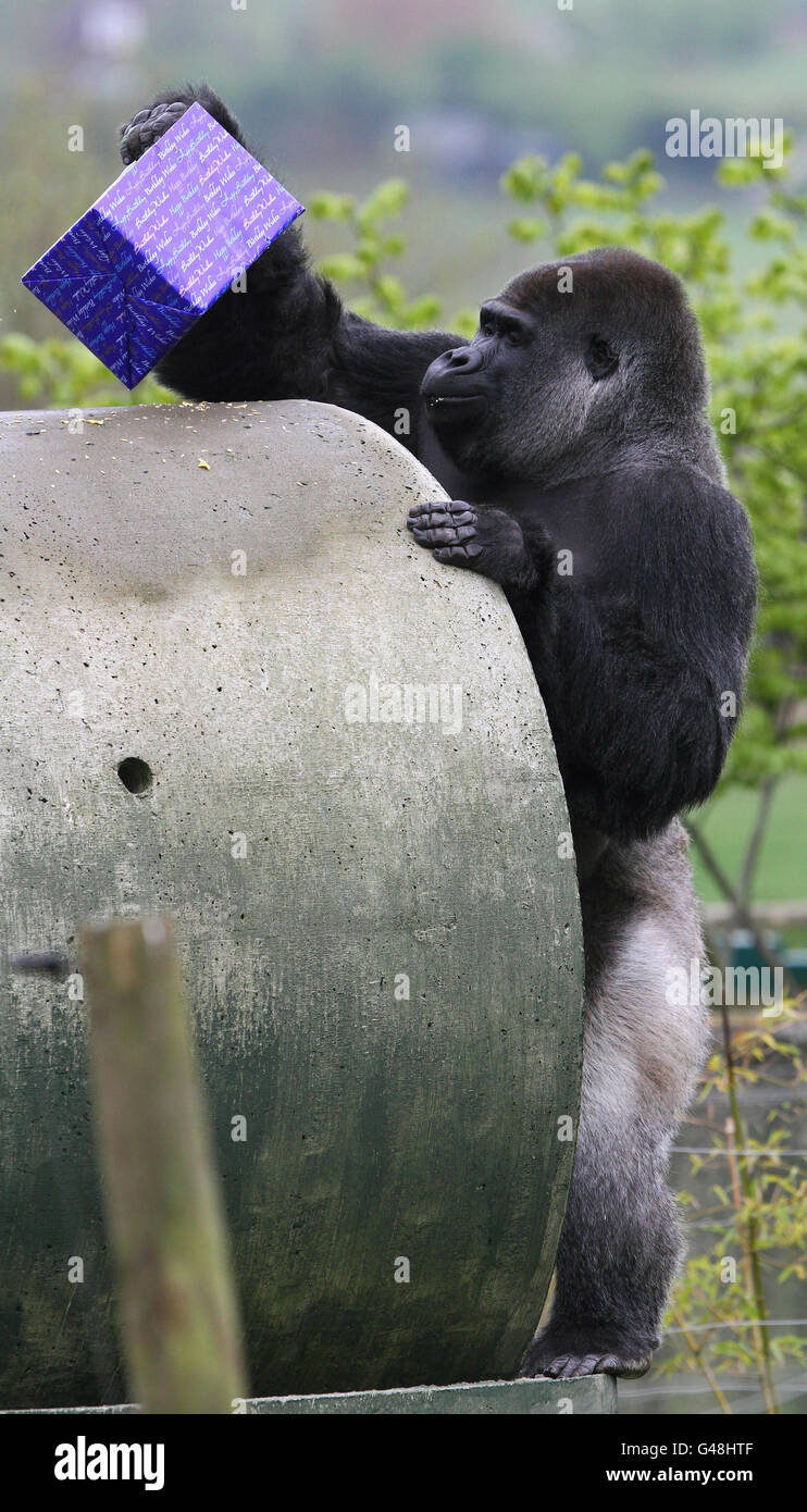 Ambam celebrates 21st birthday Stock Photo - Alamy