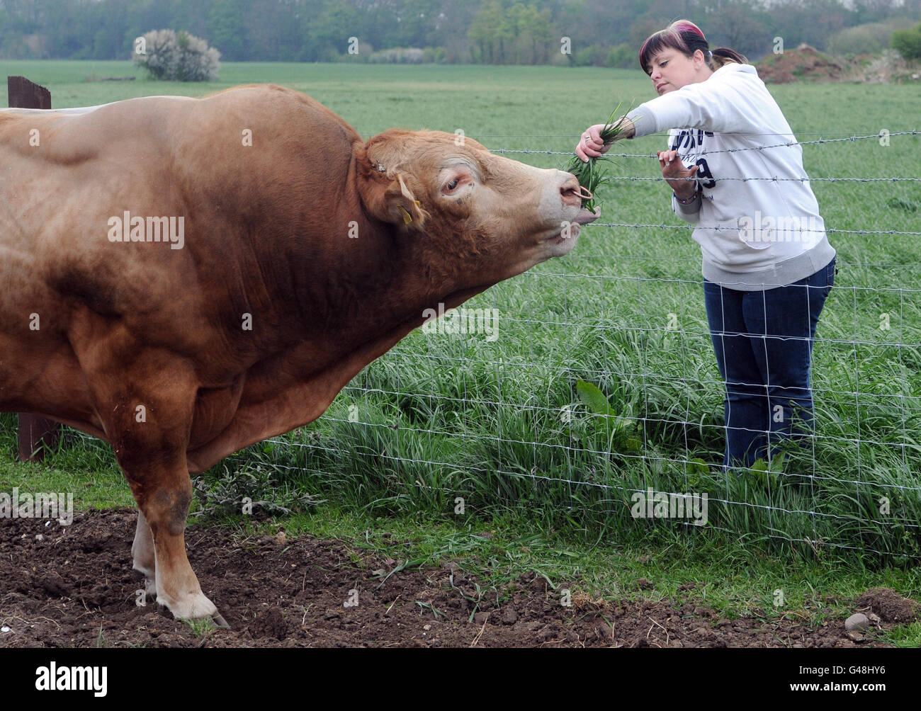 Bull slaughter case Stock Photo - Alamy