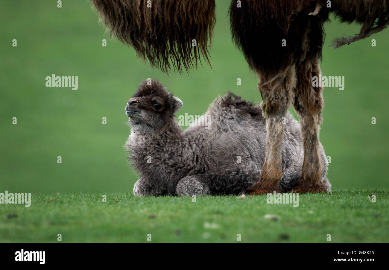 Baby Bactrian Camel