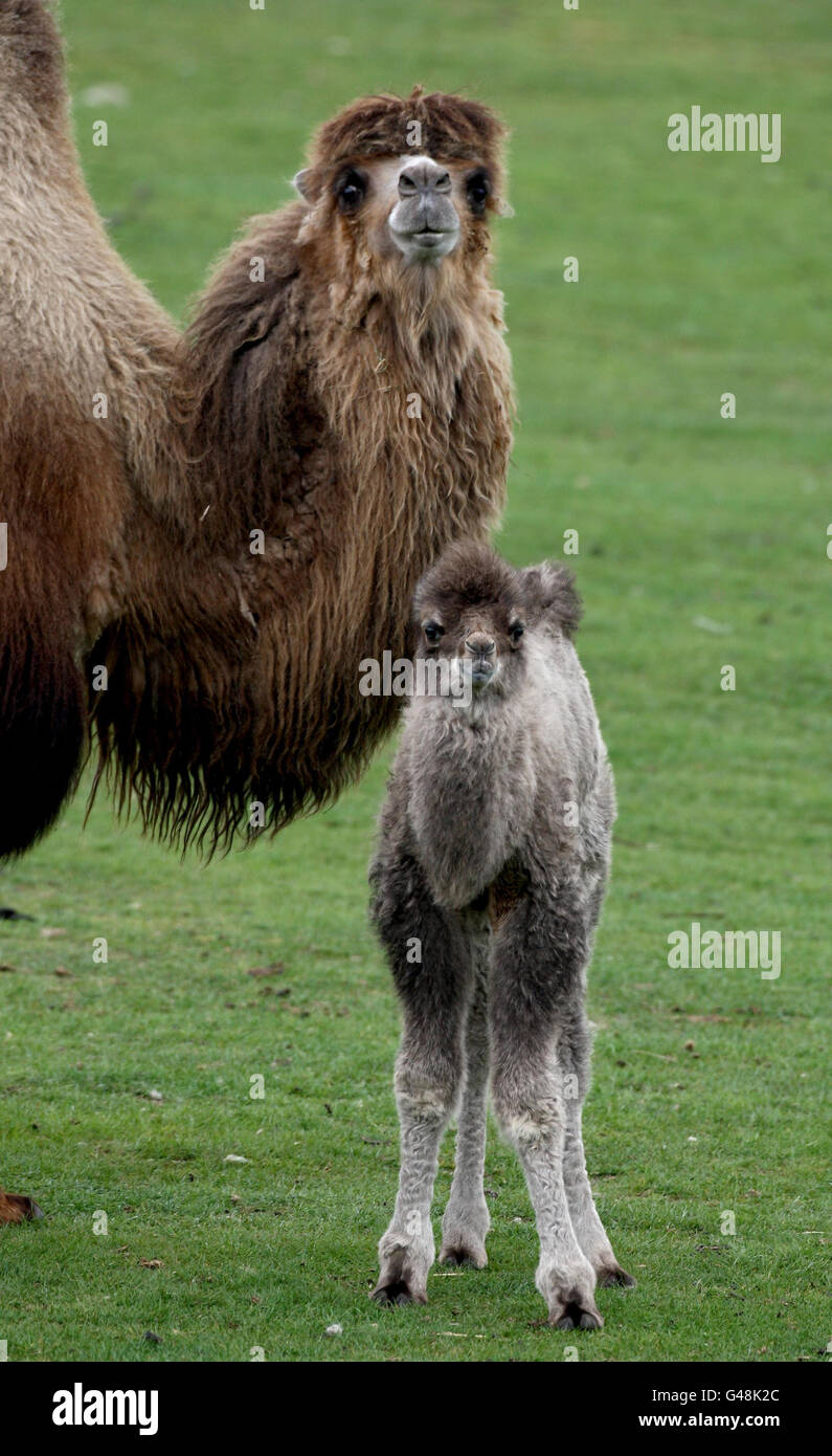 Bactrian baby camel Stock Photo - Alamy
