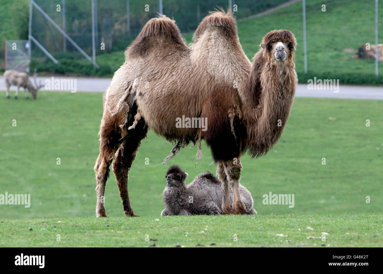 With mother dawn west midlands safari park hi-res stock photography and ...