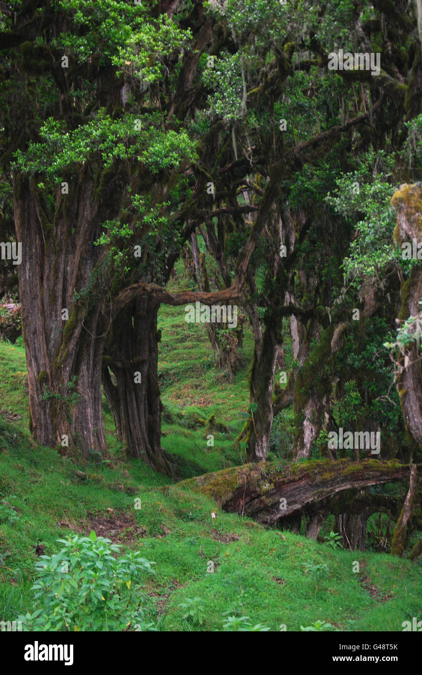 Meru forest hi-res stock photography and images - Alamy