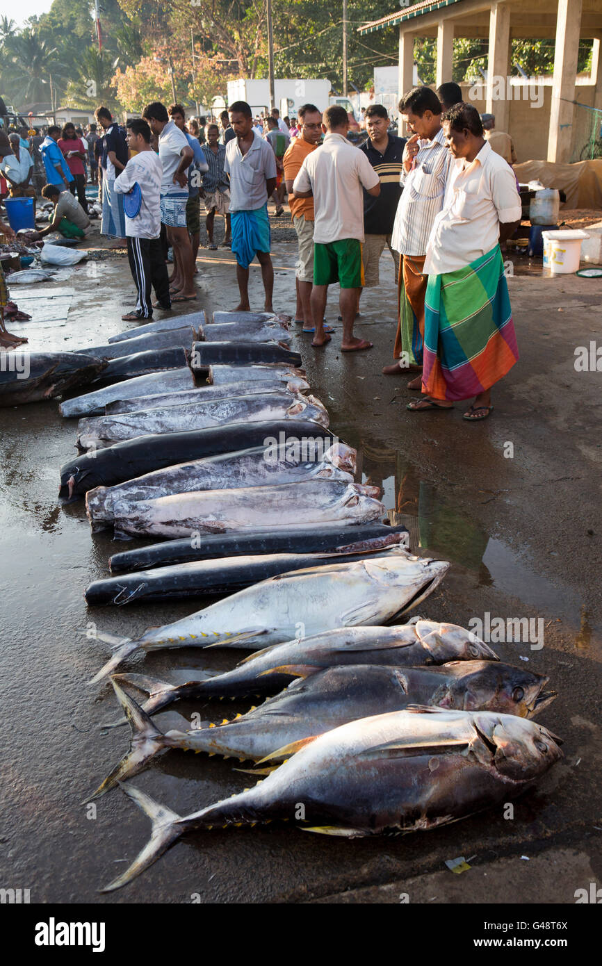 Sri Lanka, Mirissa Harbour, early morning, yellow fin tuna and beheaded ...