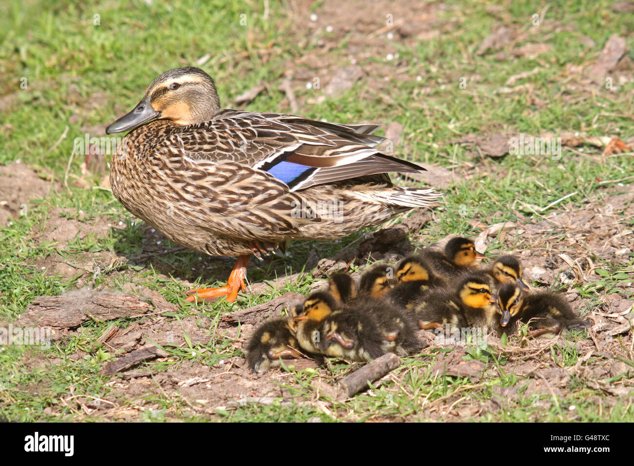 Day old ducklings hi-res stock photography and images - Alamy