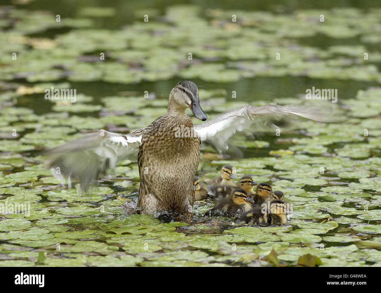 Female with day old ducklings, flapping wings Stock Photo - Alamy