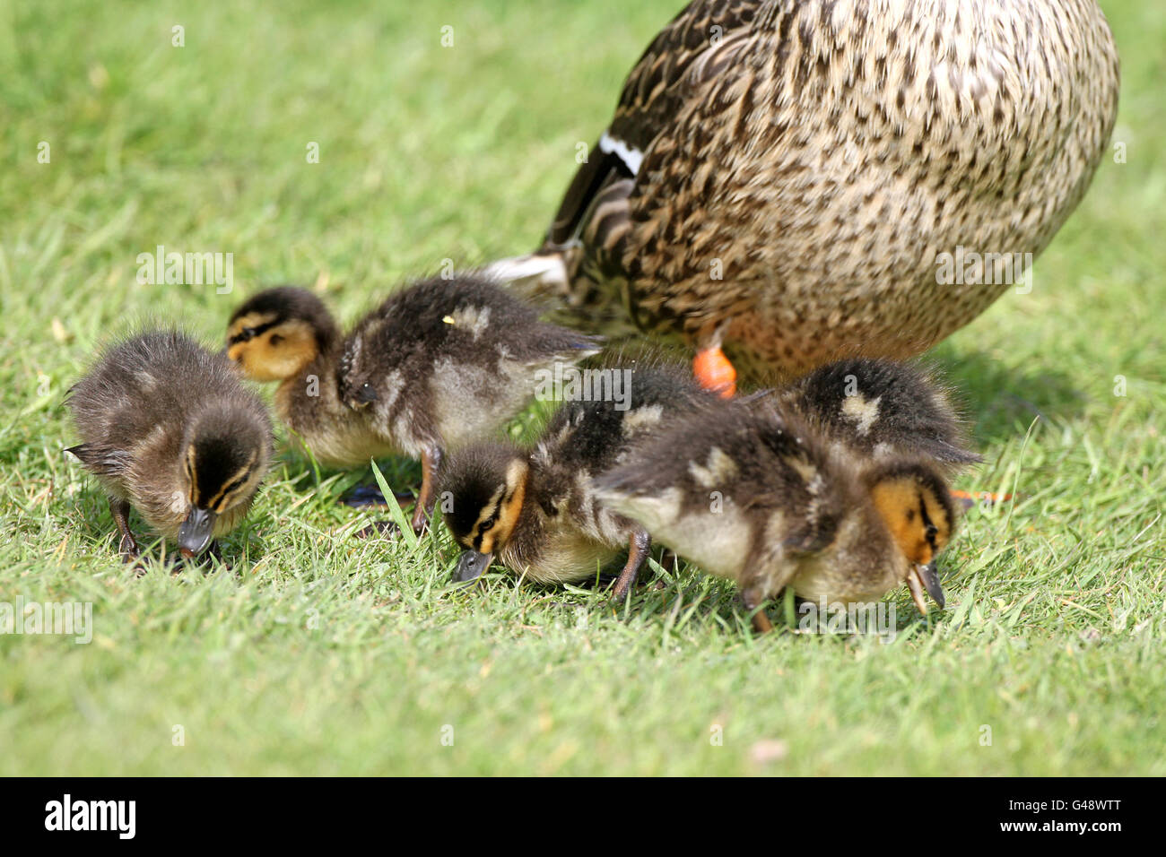 Adult female duck with day old ducklings Stock Photo - Alamy