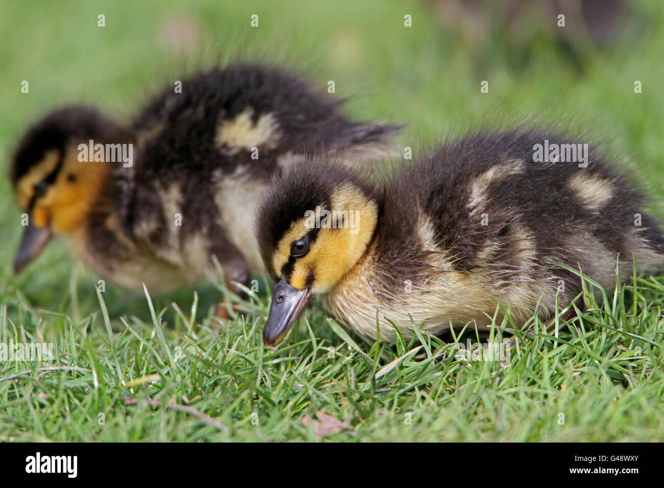 Old mallard hi-res stock photography and images - Alamy