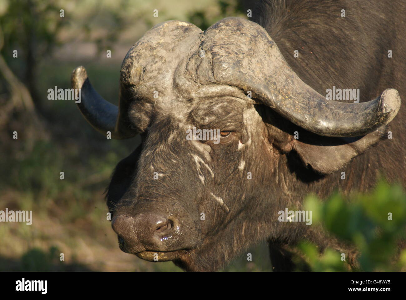 Buffalo big five hi-res stock photography and images - Alamy