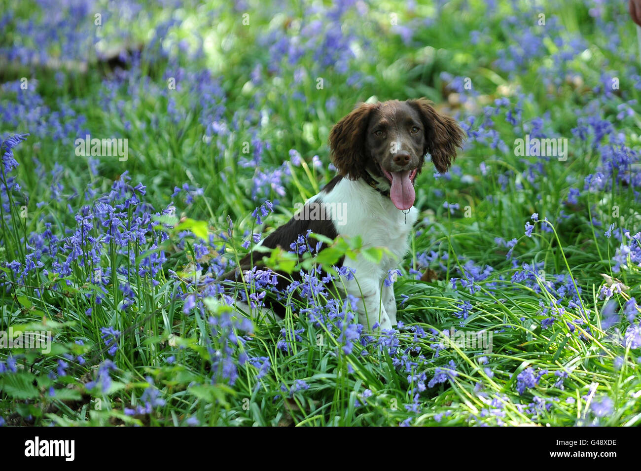 Stock essex hi-res stock photography and images - Alamy