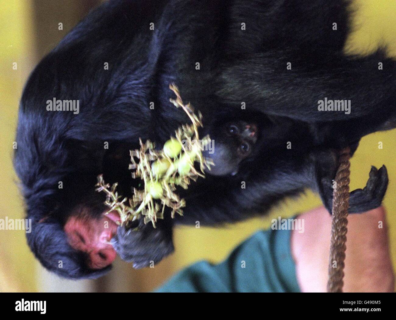 Paulette, a South American red-faced spider monkey, cradles her unnamed ...