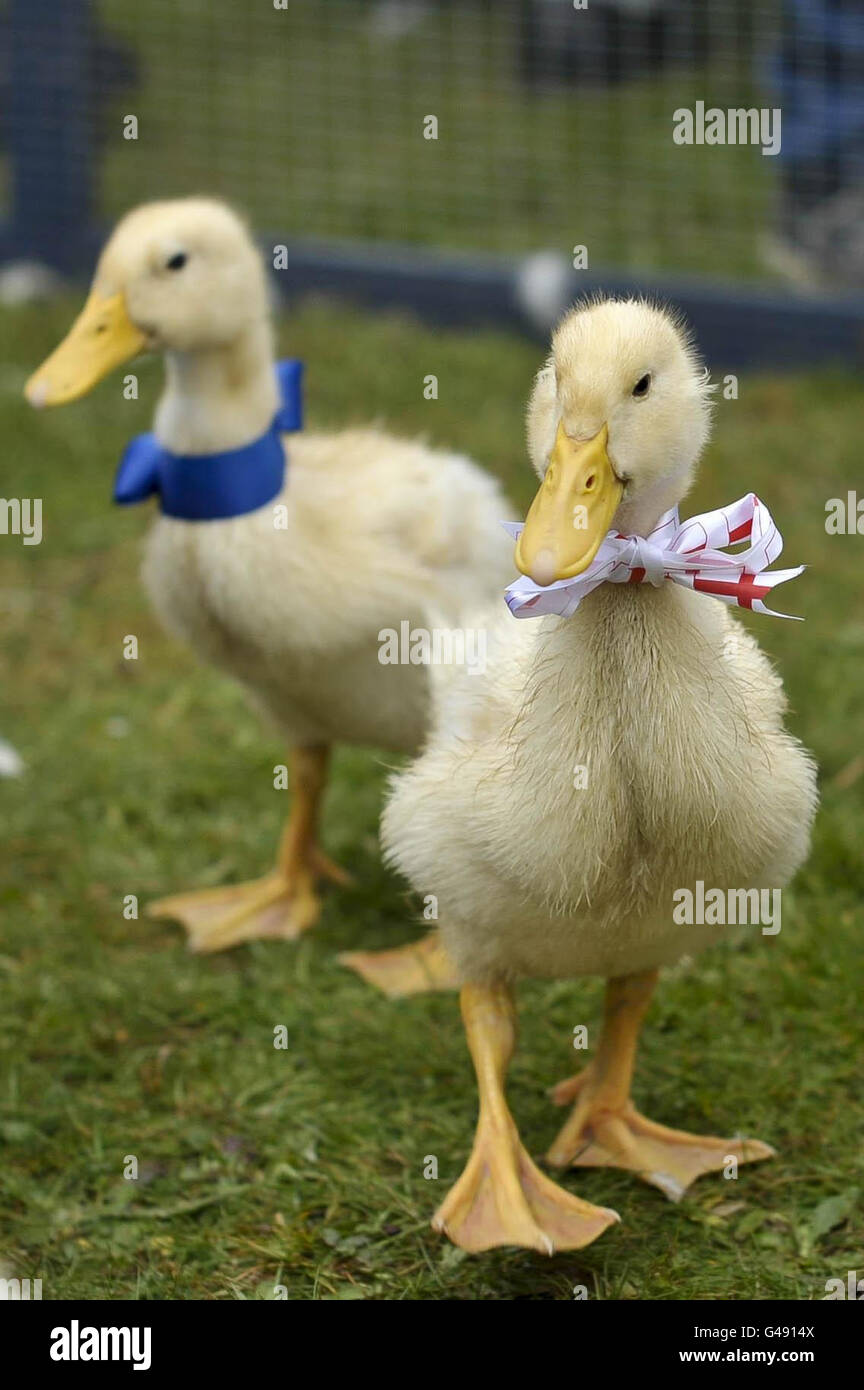Ducklings have ribbons tied around their necks for the big duck race on ...
