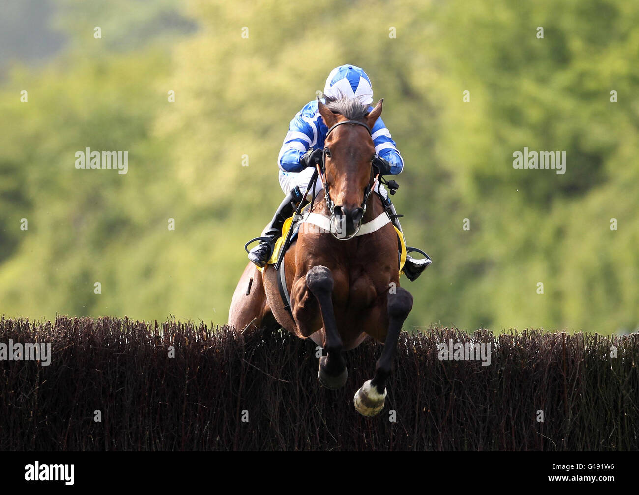Perth horse racing scotland hi-res stock photography and images - Alamy