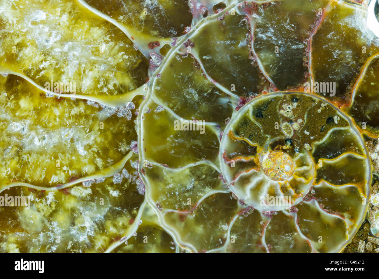 Ammonite fossil. Close up and details Stock Photo - Alamy