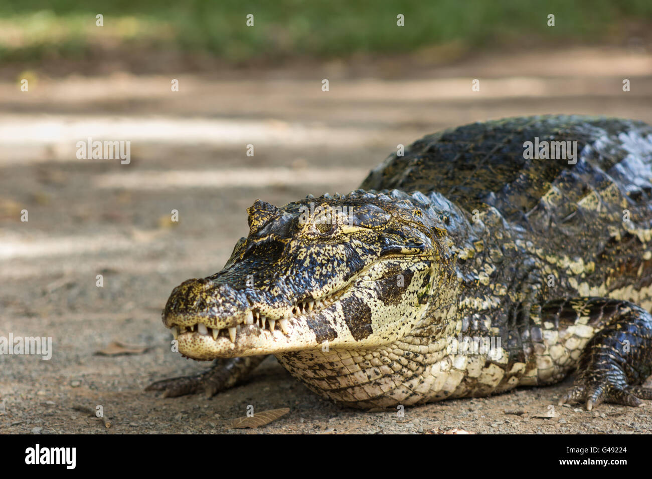 Single alligator on the ground. Blurred background for placing text ...