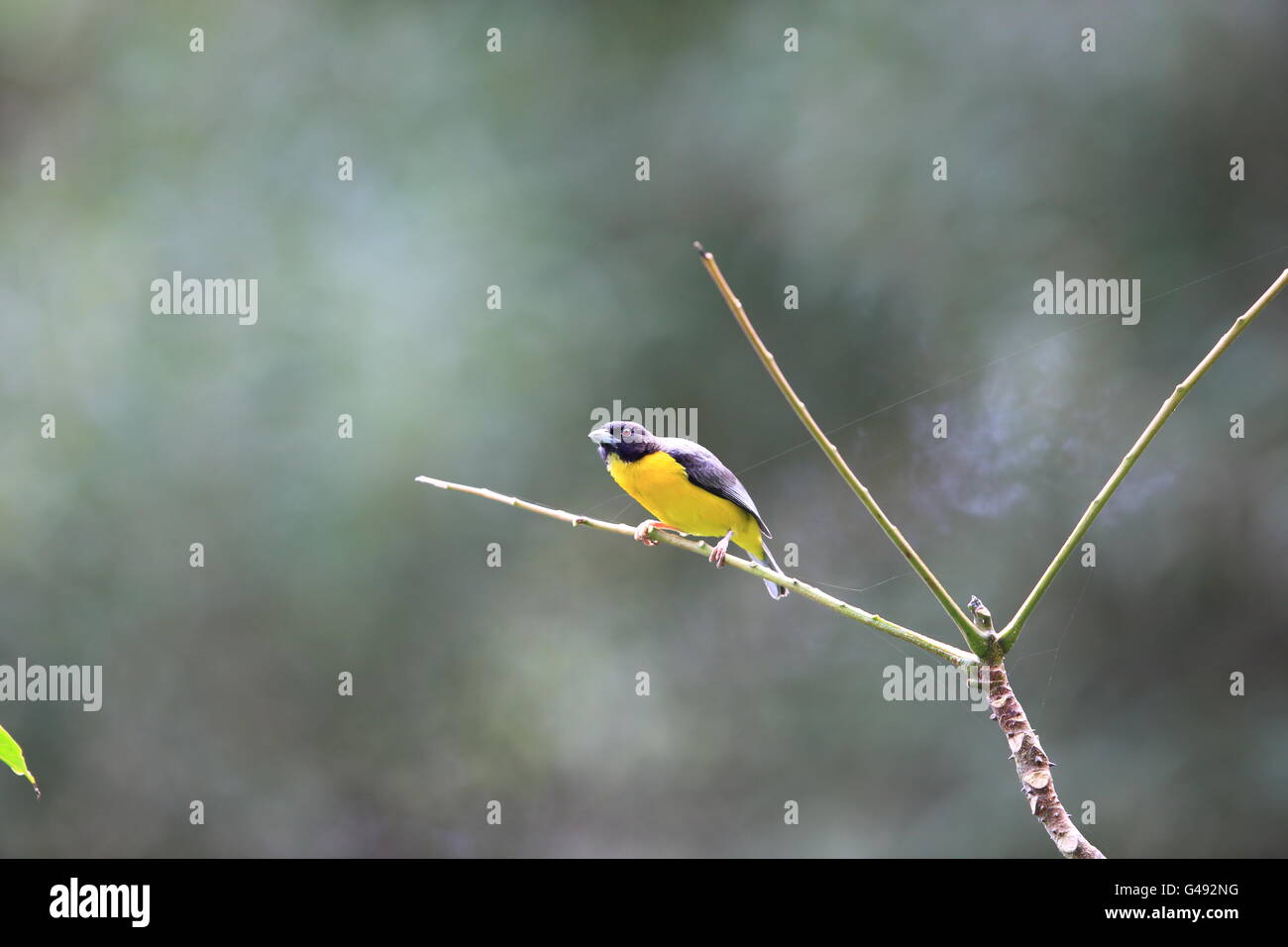 Dark-backed Weaver (Ploceus bicolor) in Nyungwe National Park, Rwanda ...