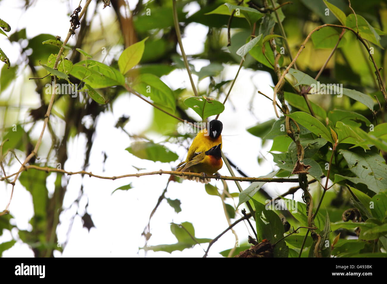Strange weaver (Ploceus alienus) in Nyungwe National Park, Rwanda Stock ...