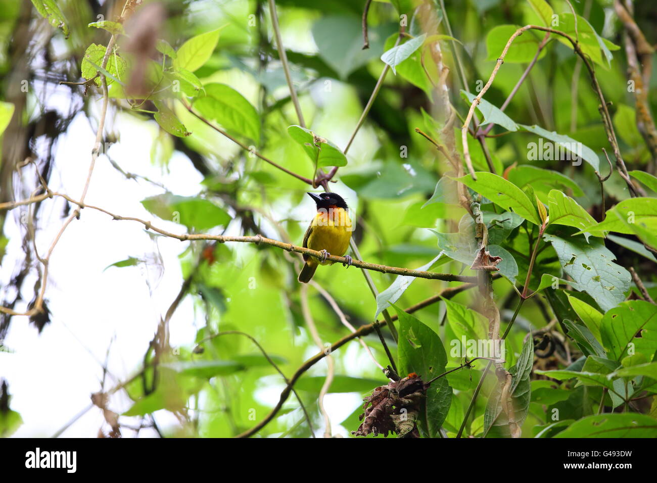 Strange weaver (Ploceus alienus) in Nyungwe National Park, Rwanda Stock ...