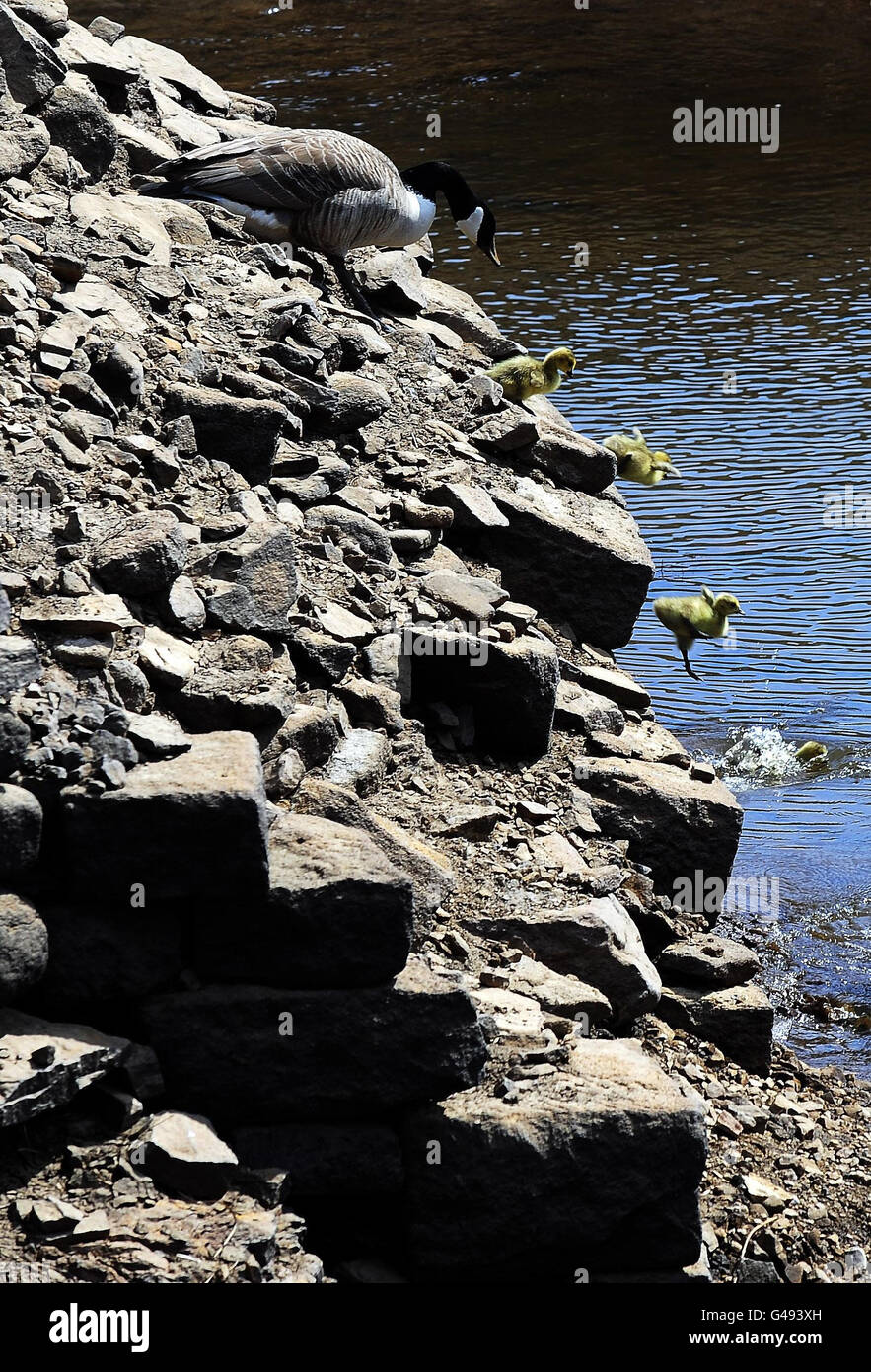 Ducks jump into a the low-lying water of a reservoir on Saddleworth ...