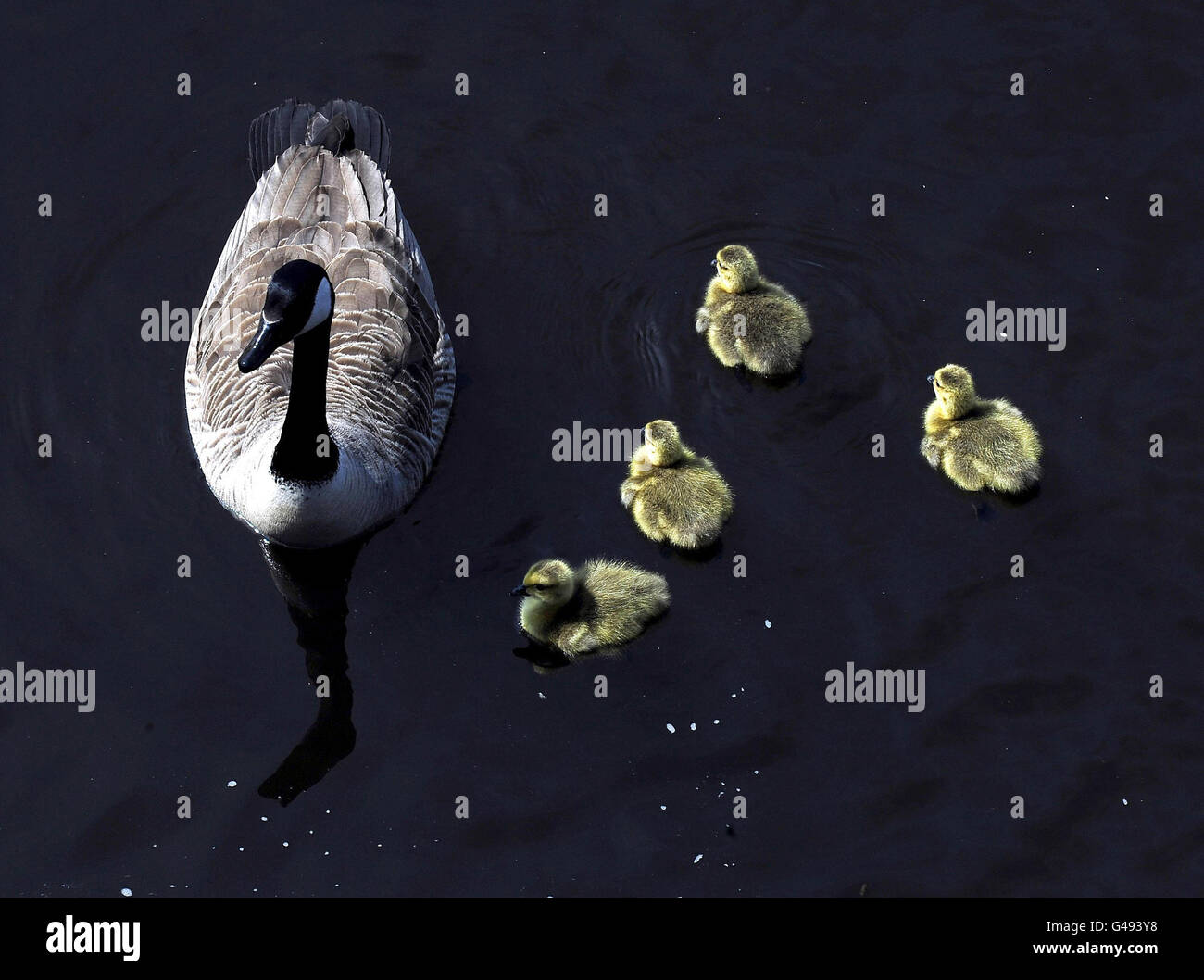 Ducks on low-lying water in a reservoir on Saddleworth Moor above ...