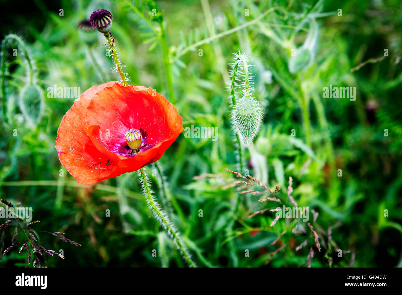 Single red poppy flower with seed heads in rough grass at the side of ...