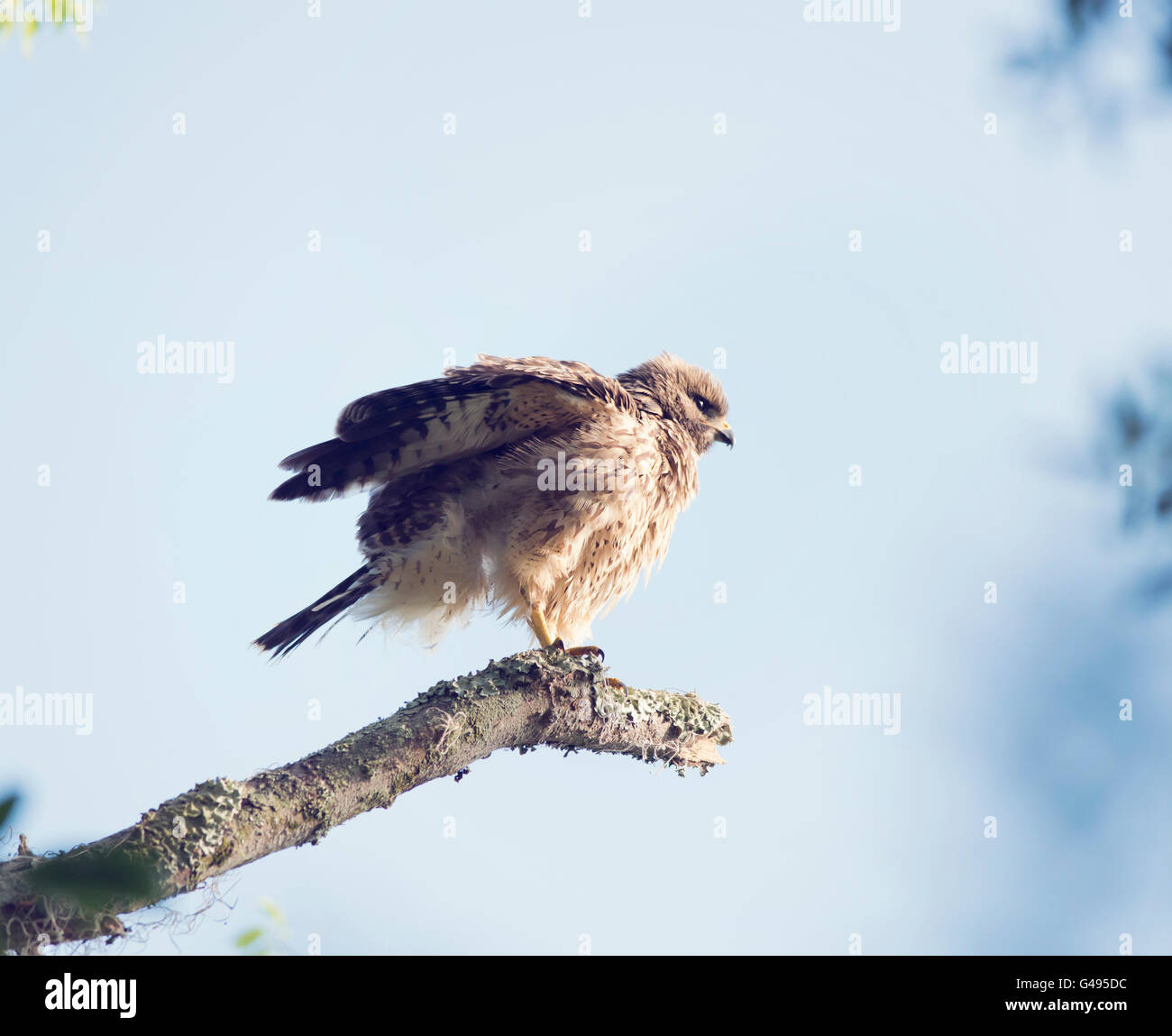 Animal red shouldered hawk tree hawk bird hi-res stock photography and ...